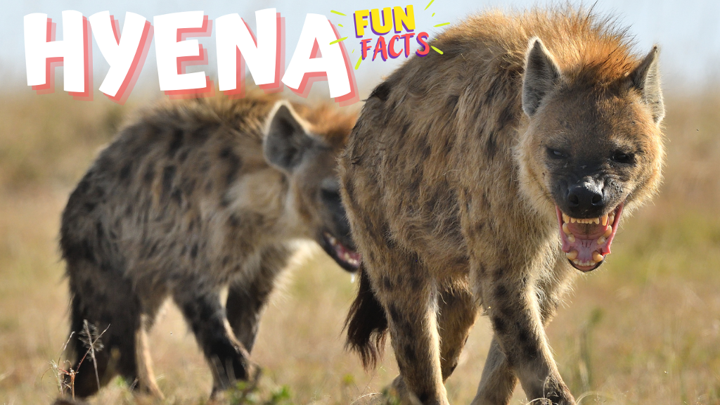Fun Facts Unleashed: Exploring the Surprising World of Hyenas! - COS.TV