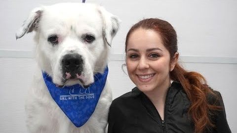 No one would touch this DOGO ARGENTINO - COS.TV