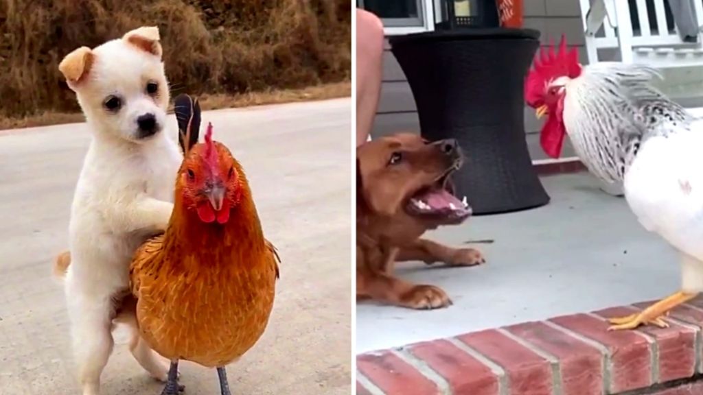 Dog vs Chicken Fight 20 😍 Funny Dogs Video Compilation | cute petz - EP 22 - COS.TV
