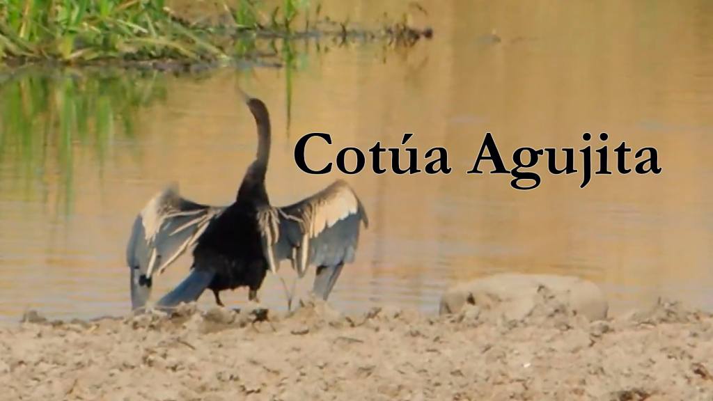 Cotúa Agujita - COS.TV