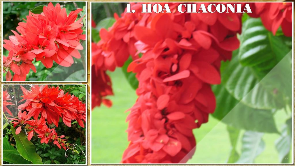 🌺🍁🌷TOP 100 LOÀI HOA ĐẸP🌺🍁🌷Heocon-Bexu - COS.TV