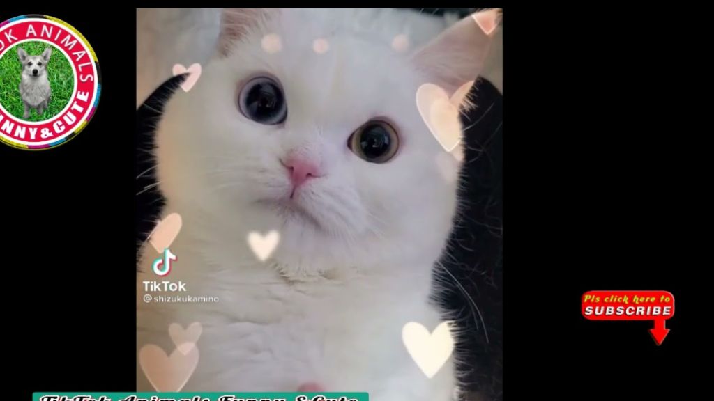 cute animals - COS.TV