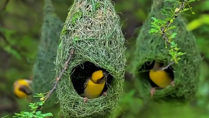 Bird smart work - COS.TV