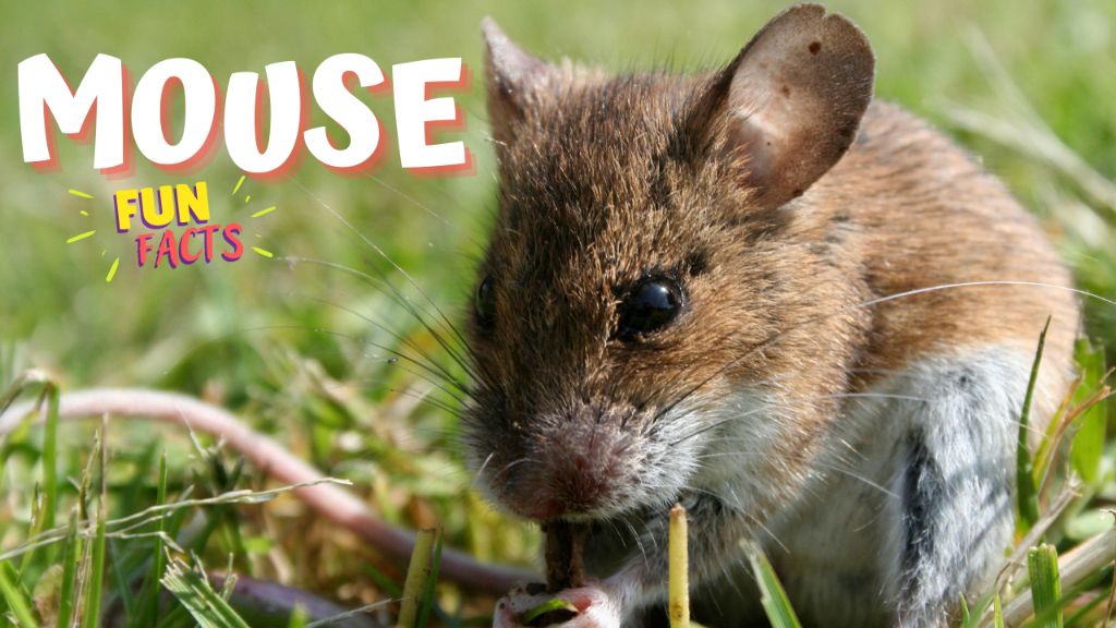Mice Mania: Surprising Fun Facts You Didn't Know! - COS.TV