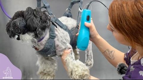 Dog BITES Groomer - Gets Hung In The Harness Of Humiliation - COS.TV