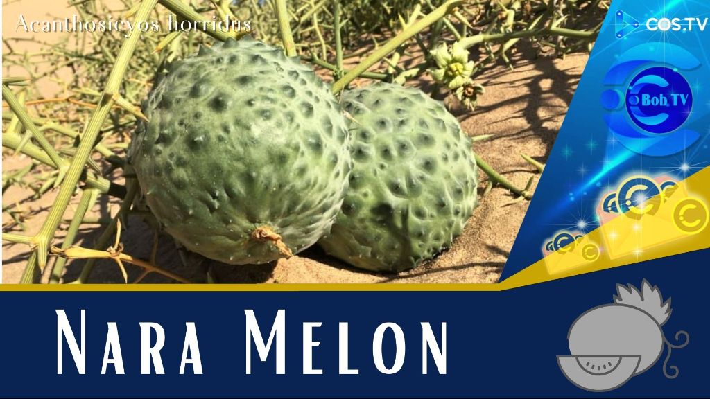 Dưa Nara - Nara Melon (Acanthosicyos horridus) l Bob TV - COS.TV