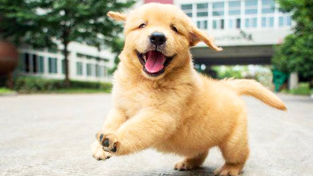 Recopilación De Los Mejores Videos De Animales Graciosos 🐶 Perros ...