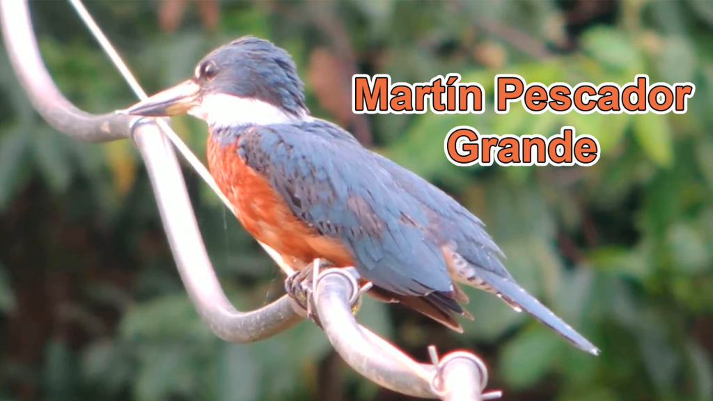 Martín Pescador Grande - COS.TV