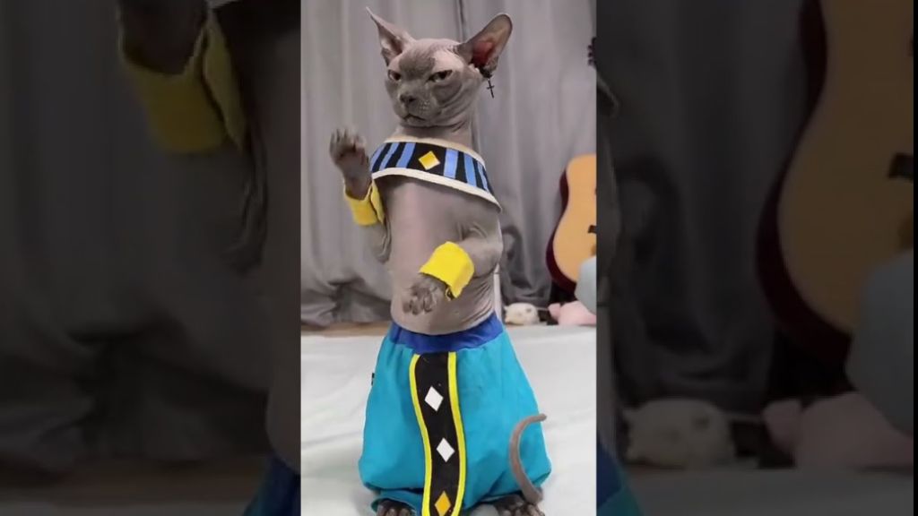 cute animals - COS.TV
