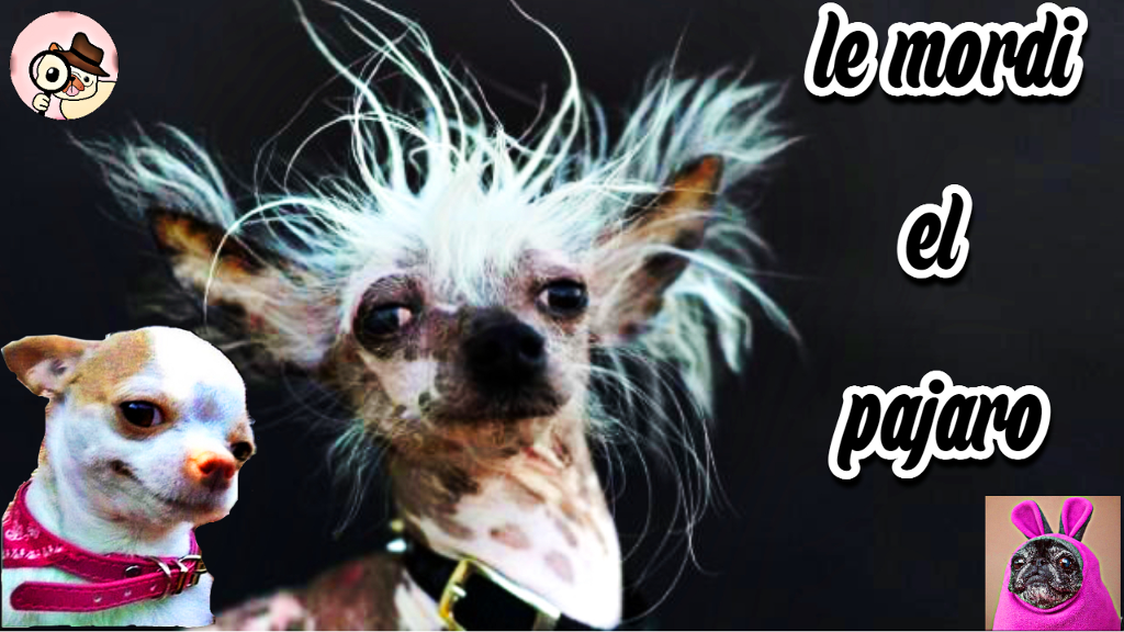 le MORDIO el NEPE😬perro MALO🤣 - COS.TV