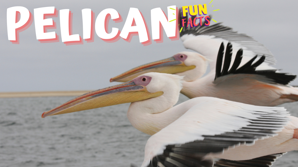 PELICAN - The Incredible World of Pelicans - Fun Facts - COS.TV