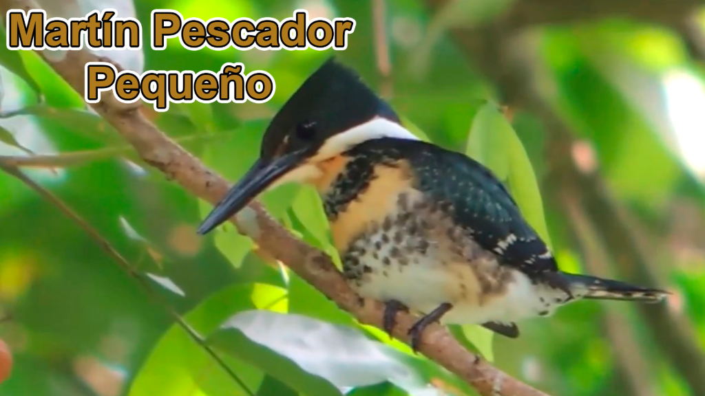 Martín Pescador Pequeño - COS.TV