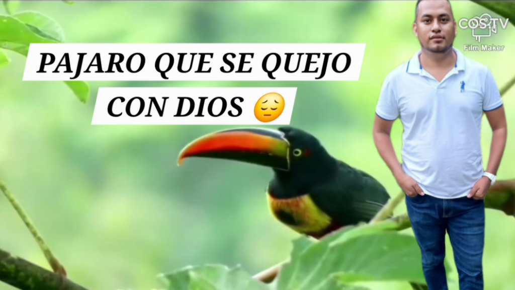 ♾️💵 ESTE PÁJARO SE QUEJO CON DIOS POR PENSAR QUE ESTABA SOLO 😔#COSTV # ...