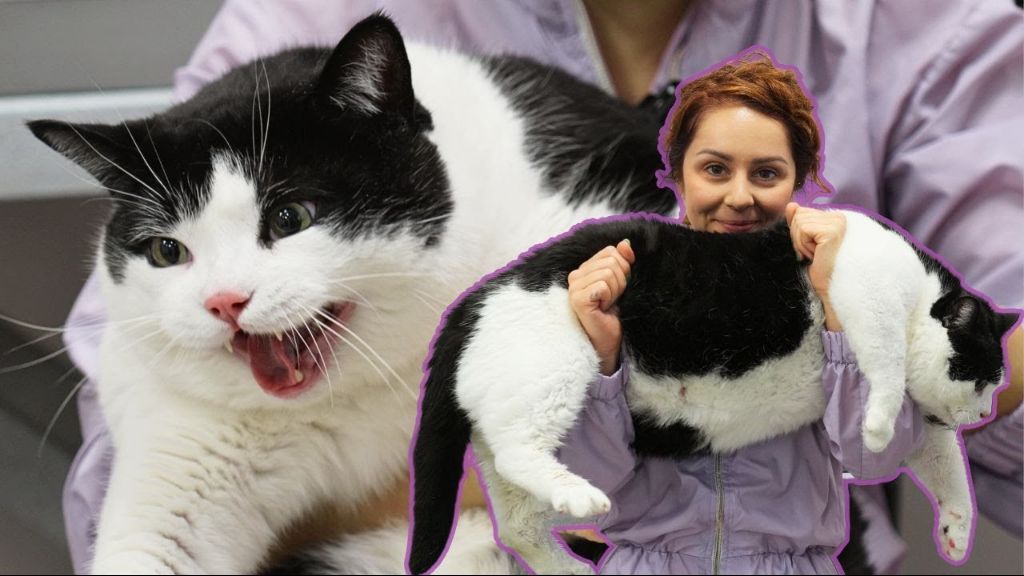 OH lawd have mercy 😂 - Now that's a CAT - COS.TV