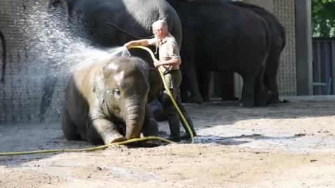 Animal camera | take a look at this cute elephant - COS.TV