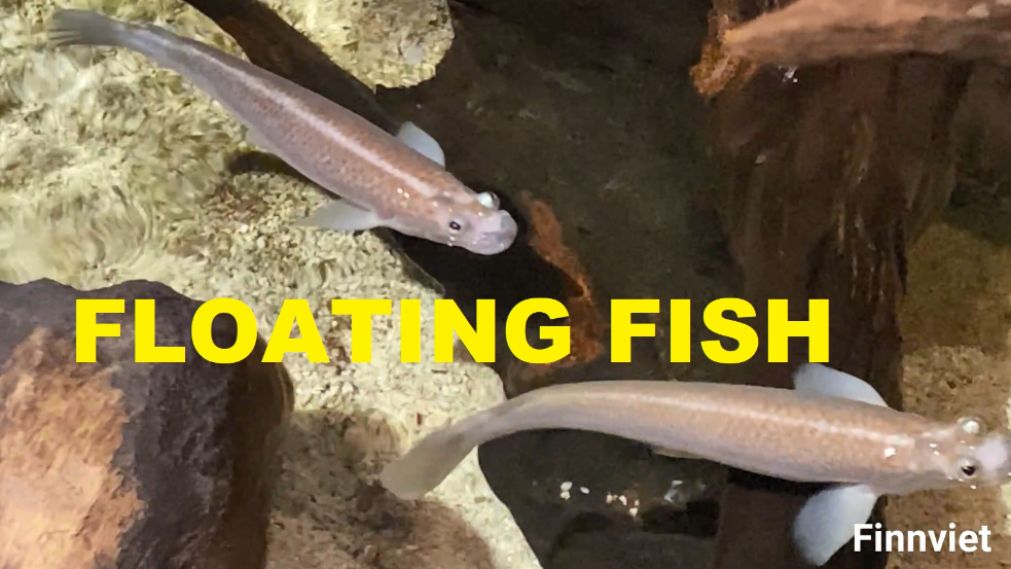 Floating Fish - COS.TV