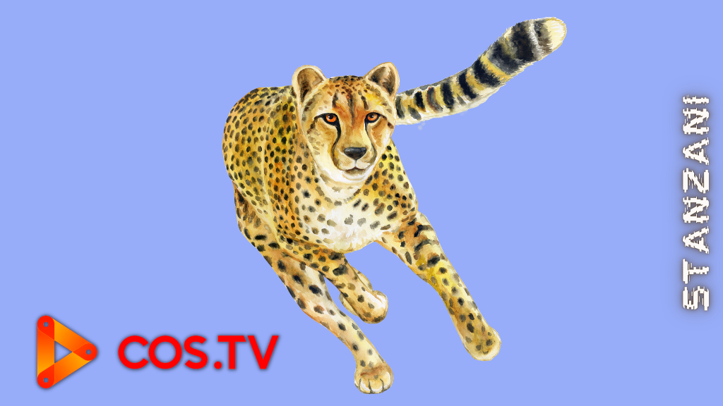 STANZANI🐆🐆🐆 - COS.TV