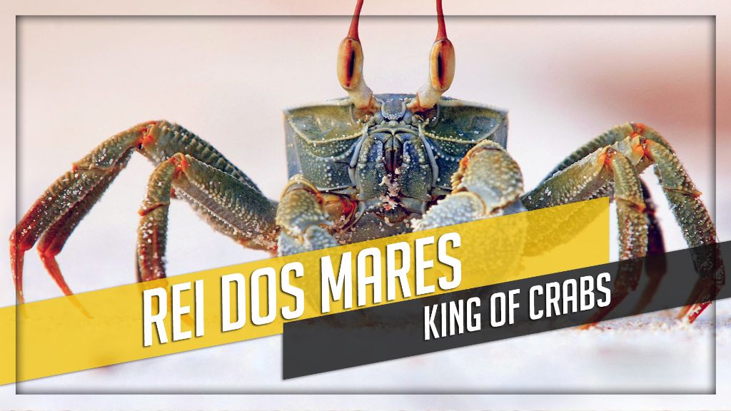 King of Crabs - COS.TV