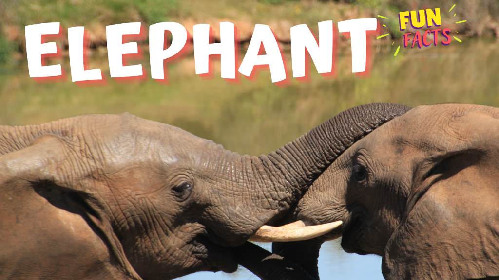 ELEPHANT - Unveiling the Wonders of Earth's Majestic Giants! - COS.TV