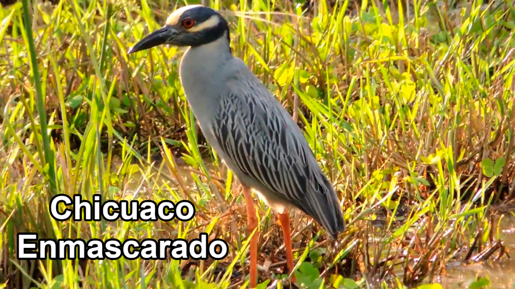 Chicuaco Enmascarado - COS.TV