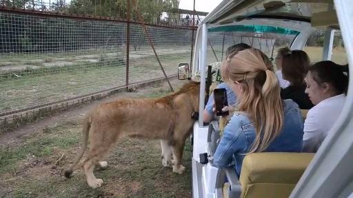 welcome from the lion !!! - COS.TV