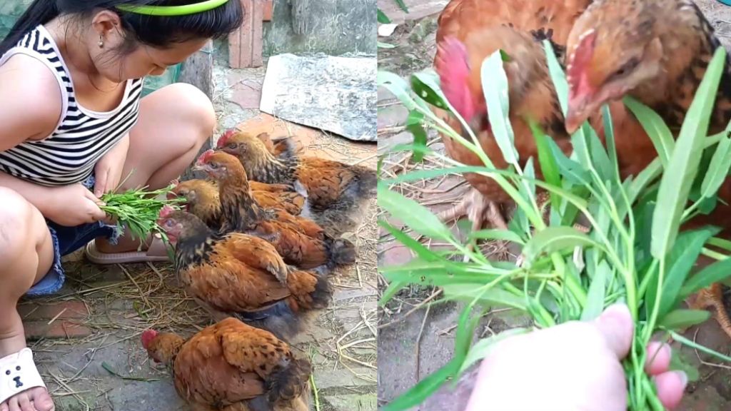 Chị Silent Sea Gia Linh em Cò cho gà ăn rau sang chào Bác Thúy trở về ...