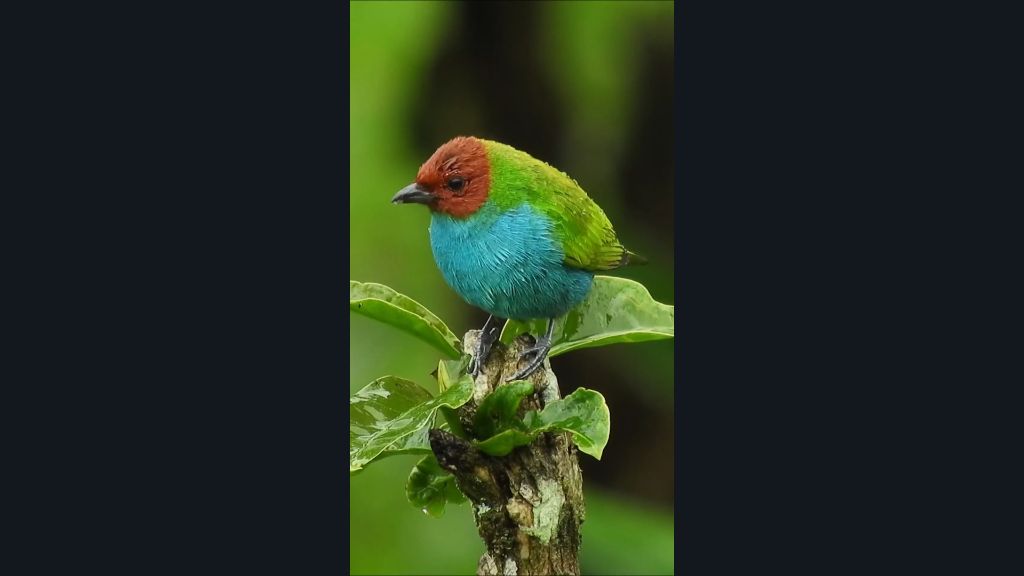 Beautiful Birds🦃🐓🐦🕊️📽️🎞️😘👍 - COS.TV