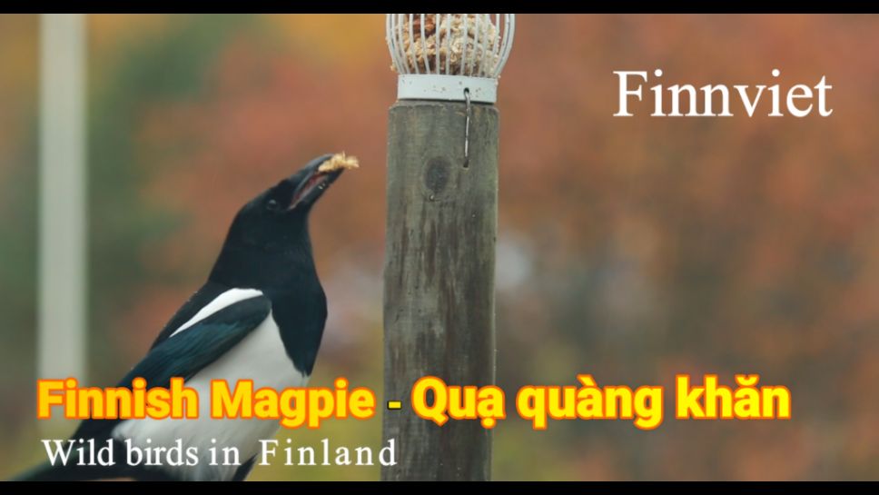 Finnish Magpie - Quạ quàng khăn - COS.TV