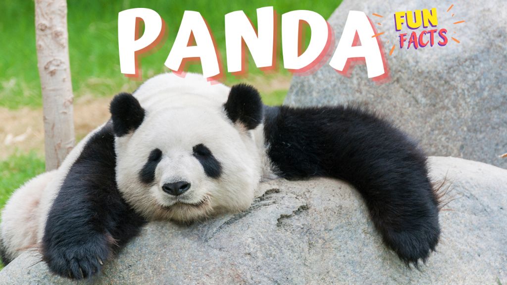 PANDA - Boost Your Mood and Knowledge With Cute Panda! - COS.TV