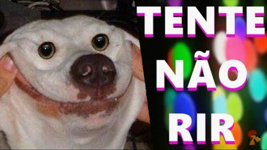 TENTE NÃO RIR - TIRINGA E O SEU CACHORRO CURURU NO BAILE l OS MELHORES ...