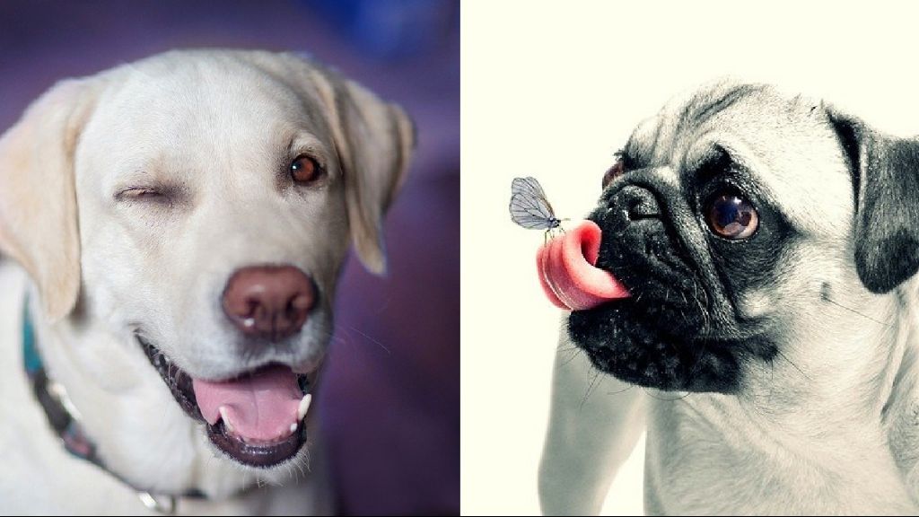 Funny Cats And Dogs Video Compilation | cute petz - EP 1 - COS.TV