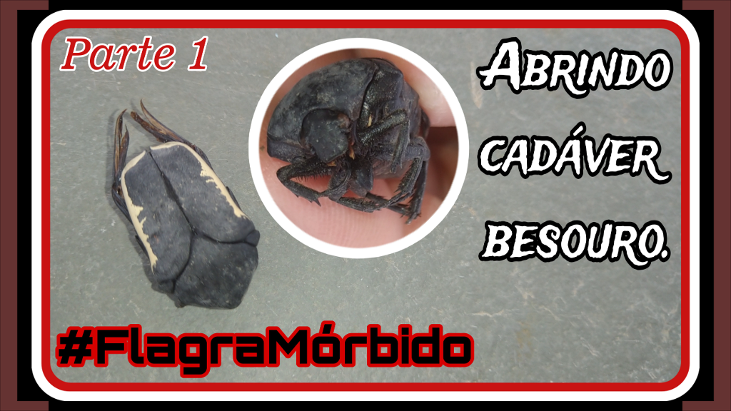 INCRÍVEL! Descubra o Cadáver de um Besouro com Exoesqueleto Intacto ...