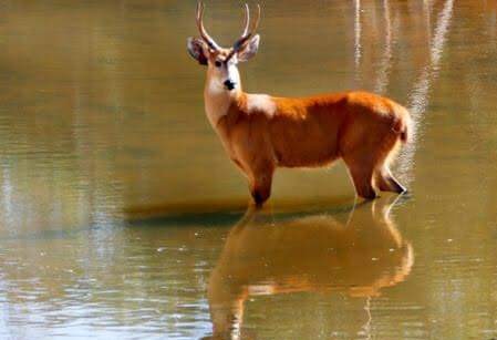 Porque a corça anseia pelas águas? - COS.TV
