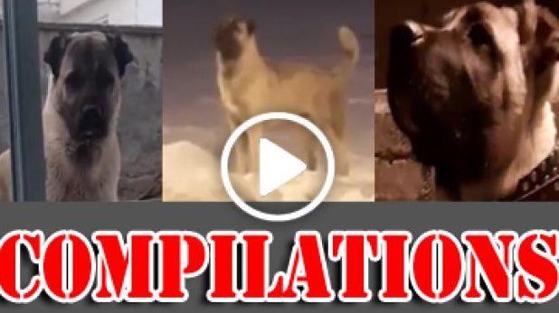 Kangal Malakli and Anatolian Shepherd Dogs Compilation Videos - COS.TV