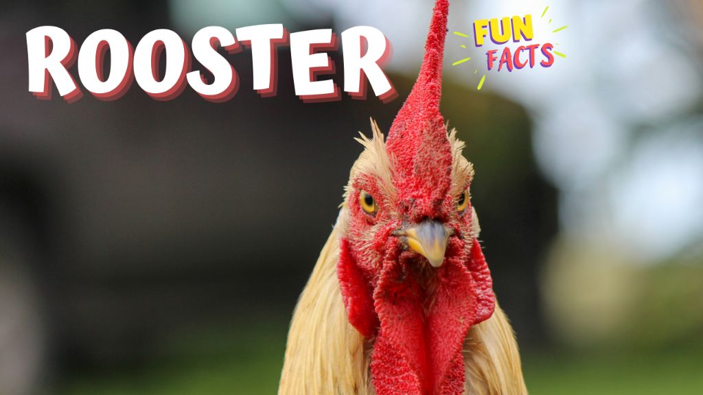 ROOSTER - Fun Facts About Roosters You Didn't Know You Needed! - COS.TV