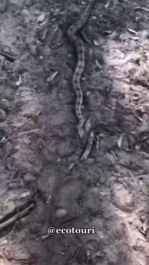 cobra giboia - COS.TV