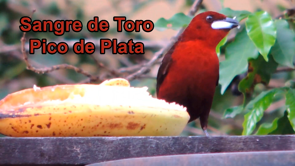 Sangre de Toro Pico de Plata - COS.TV