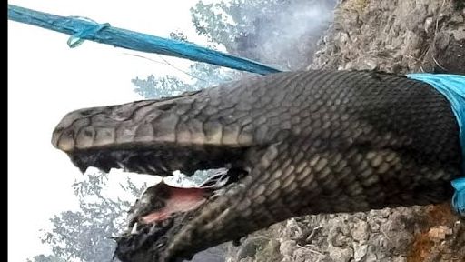 12 Animales Gigantes Capturados En Las Selva - COS.TV