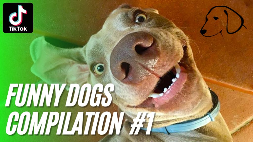 Funny Dog Compilation #1 - COS.TV