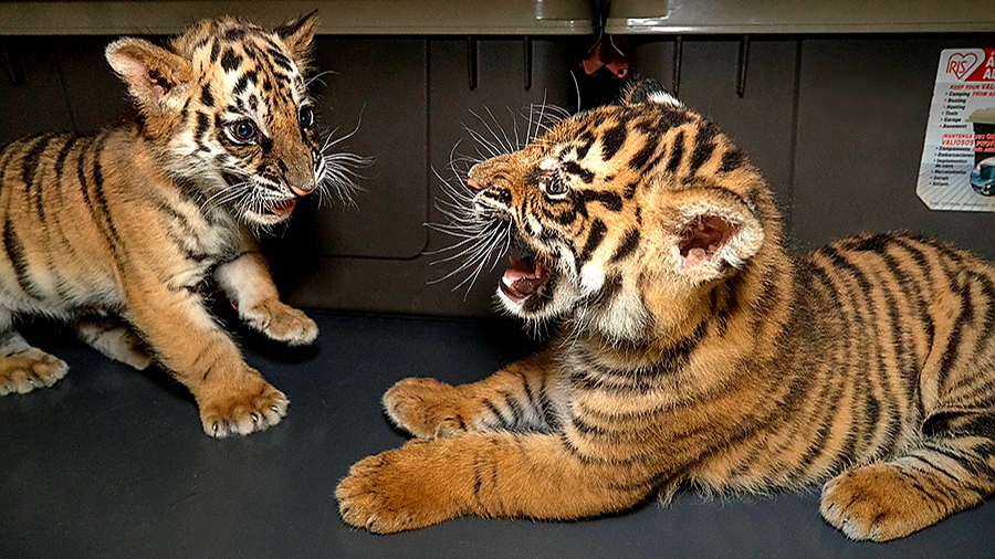 Baby Tiger's Roughhousing Makes Mama Tiger Furious - COS.TV