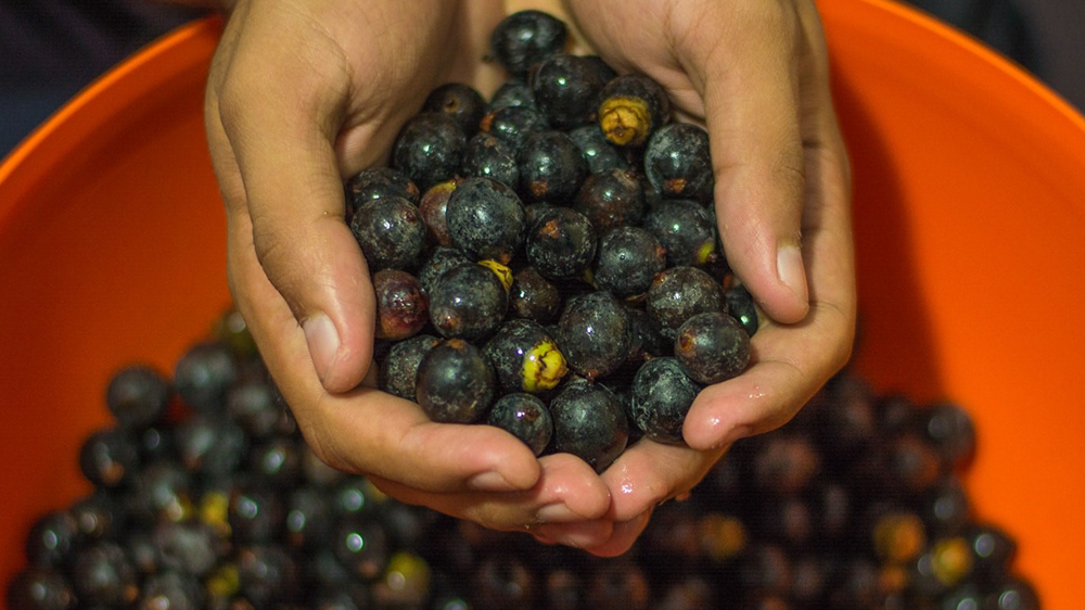 Você conhece a BACABA - Canal Cos Curioso - COS.TV