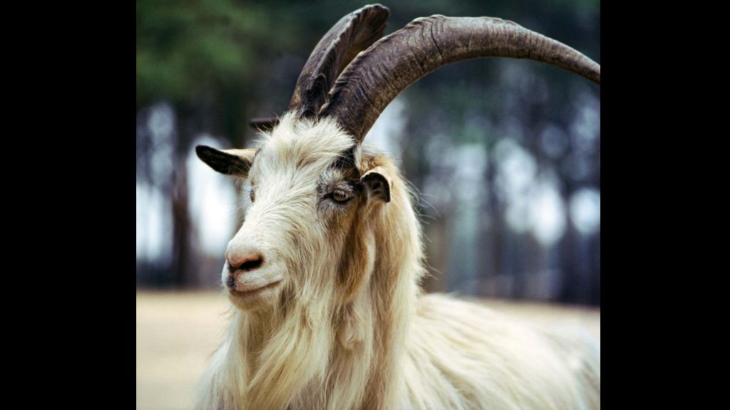 BODE E CABRA - CURIOSIDADES E CARACTERÍSTICAS! EP: CAMPOS - COS.TV