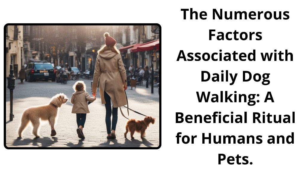 The Numerous Factors Associated with Daily Dog Walking..mp4 - COS.TV
