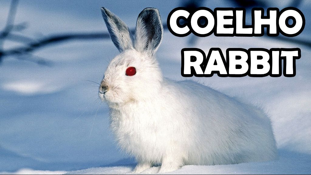 Coelho | Rabbit | DuPirollo - COS.TV