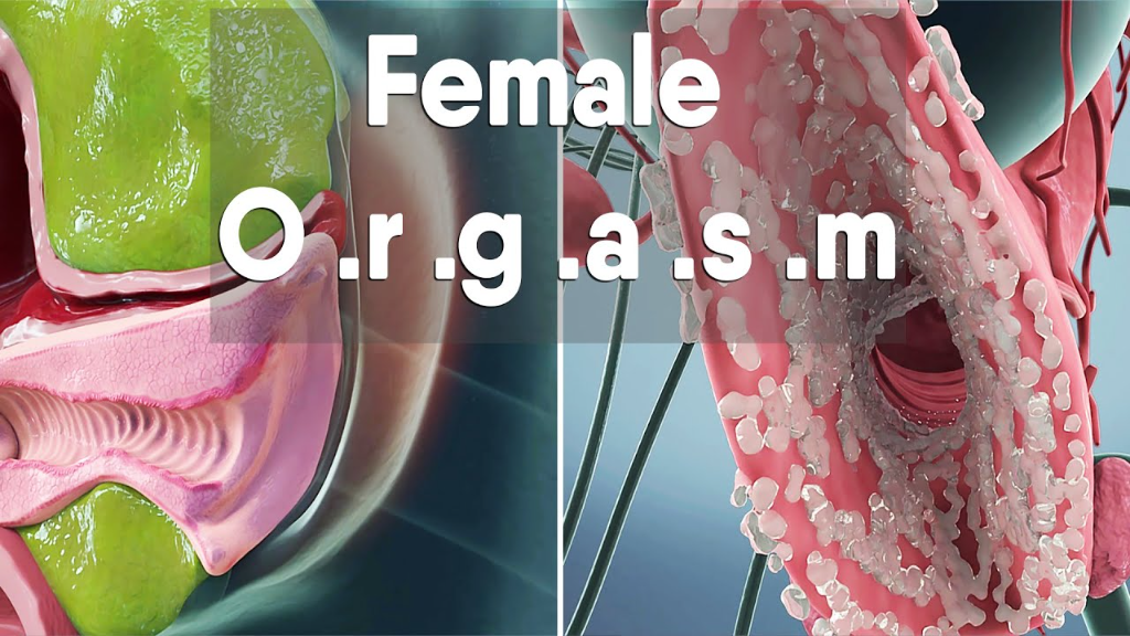 Female Orgasm ｜ Female anatomy and biology - COS.TV