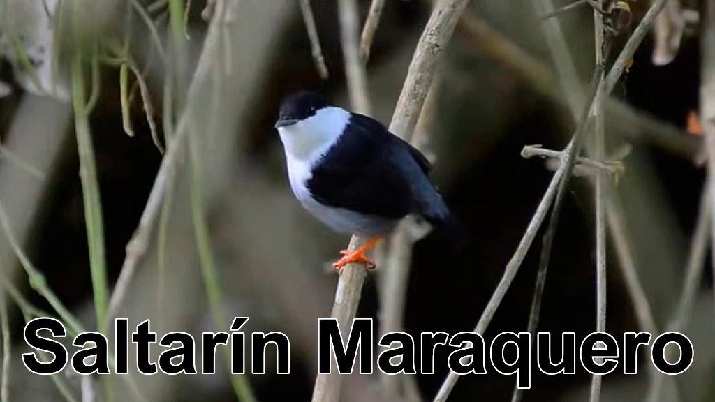 Saltarín Maraquero - COS.TV