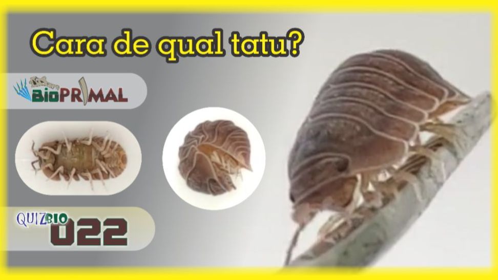 QuizBio 22 QUANDO VC fala que a pessoa tem cara d tatu, mas qual tatu ...