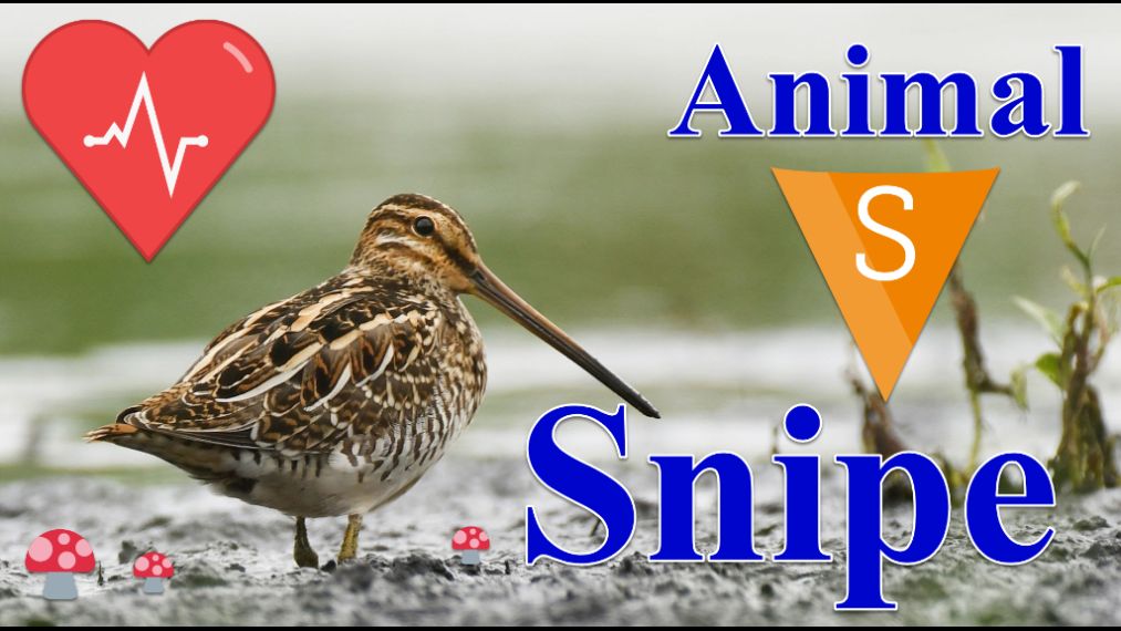 Animal ... Snipe ... Dancing 💝💝💝💓💓💓💕💕💕💖💖💖 - COS.TV