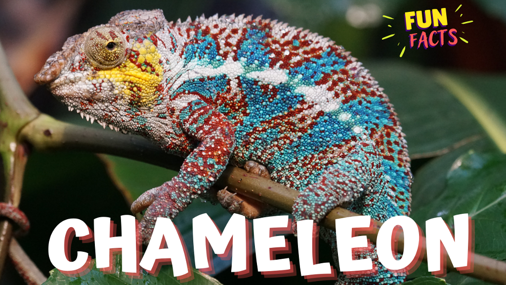 CHAMELEON - Exploring Fascinating Fun Facts About Chameleons! - COS.TV
