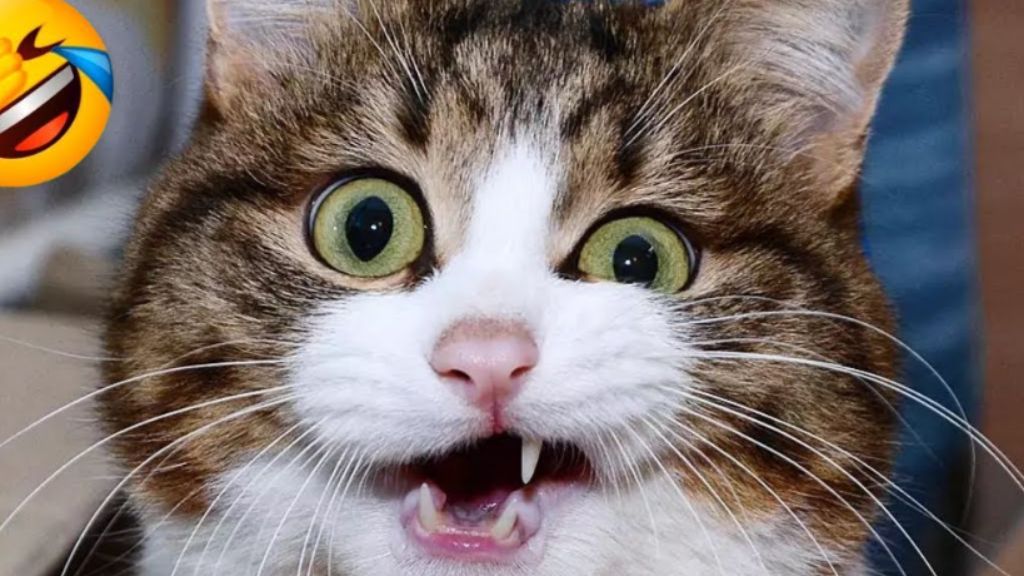 1 HOUR FUNNY CATS COMPILATION 2023😂| Best Funny Cat Videos 😸 ! #3 - COS.TV